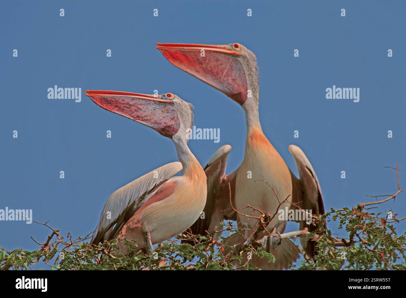 Pelicans bird, telineelapuram, tekkali, andhra pradesh, India, Asia ...