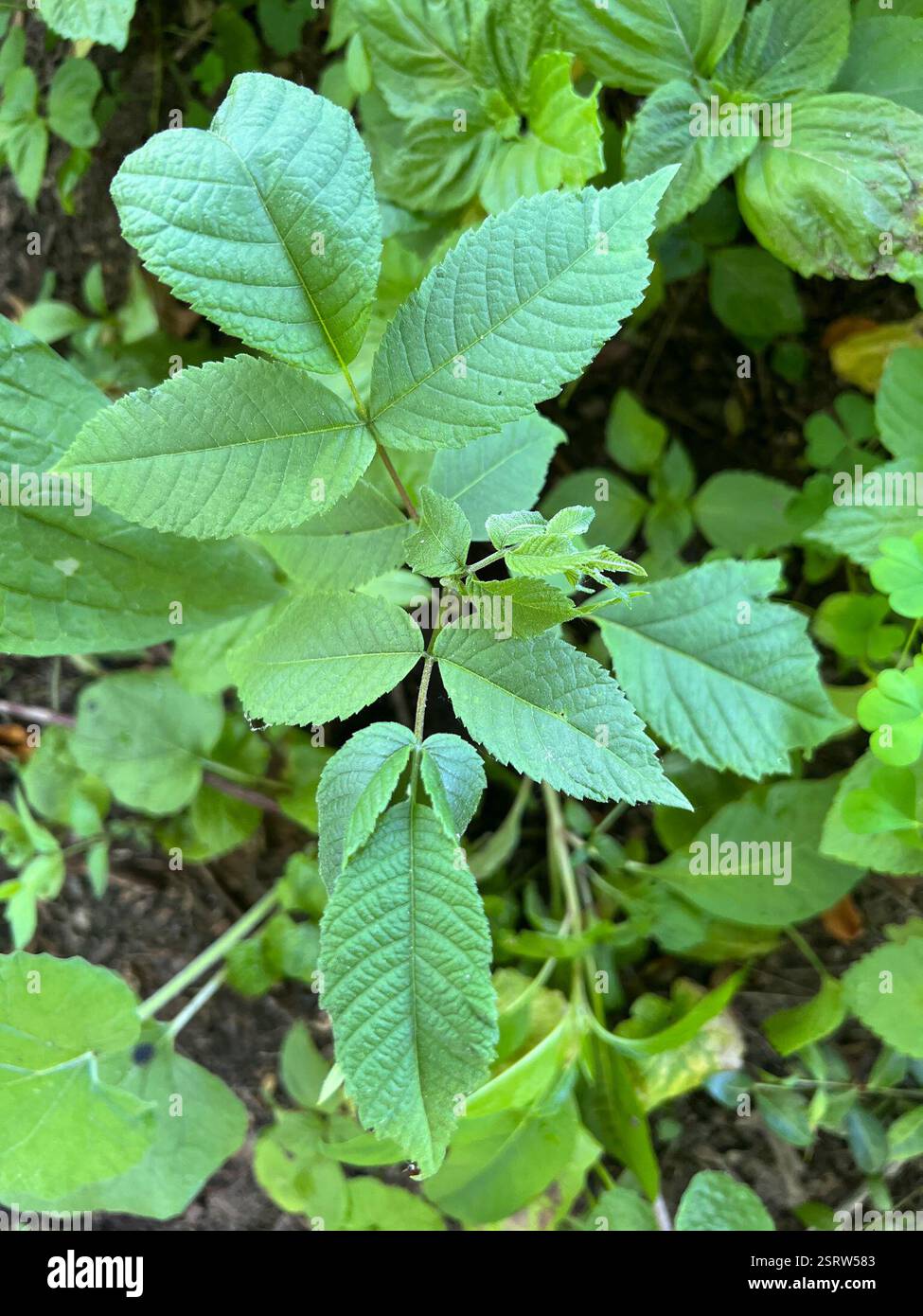 Butternut (Juglans cinerea), Plantae, Barrow Ct, Towson, MD, US Stock ...