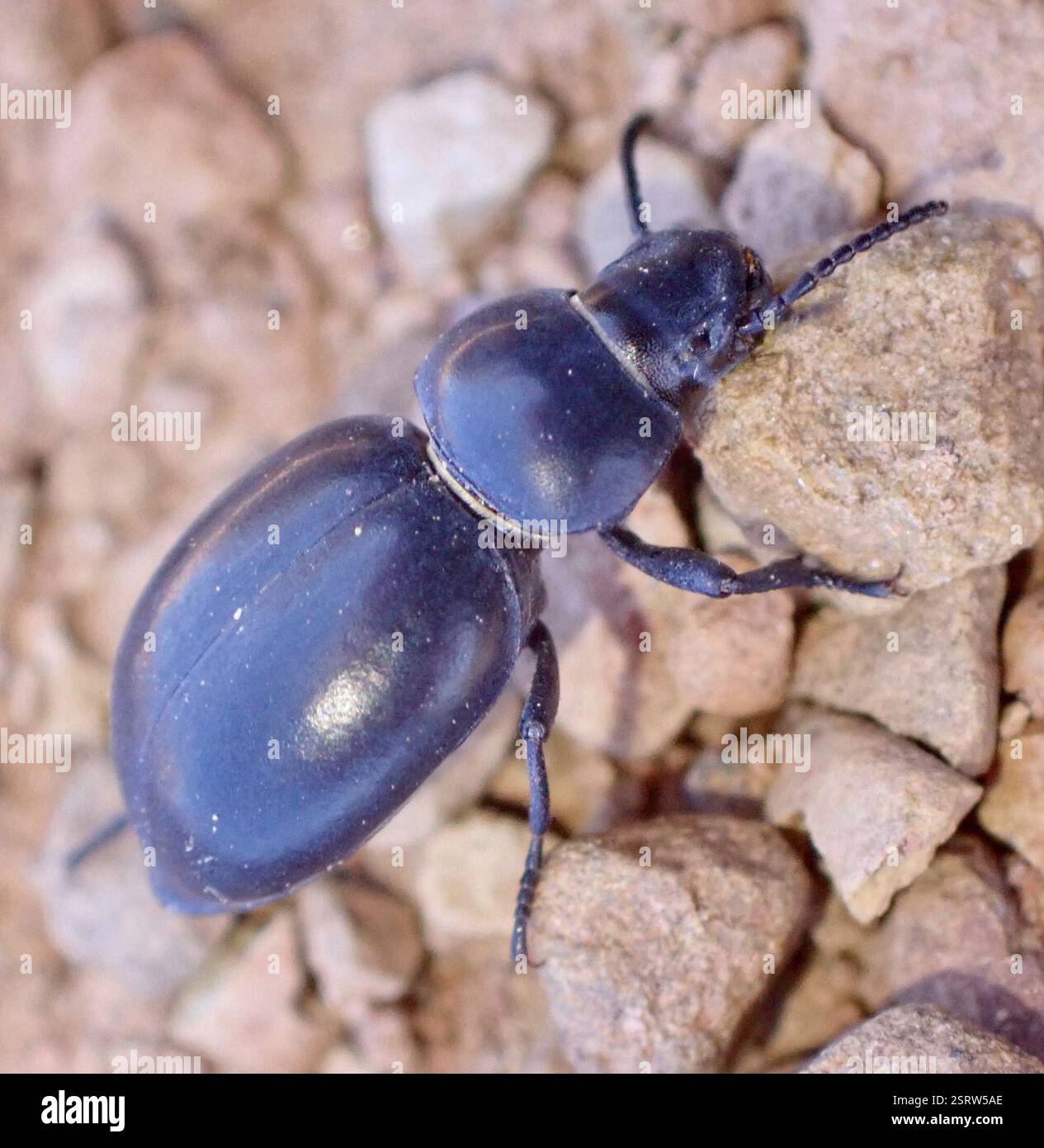 (Pimeliinae), Insecta, Zerkten, Marrakesh-Safi, MA Stock Photo - Alamy