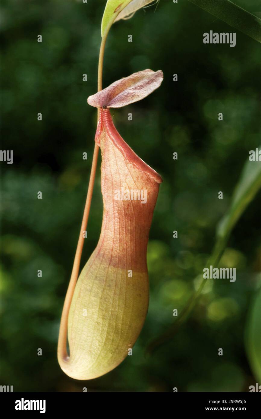 Pitcher plant Nephensis mirabilis Trivandrum Kerala India Asia Stock ...