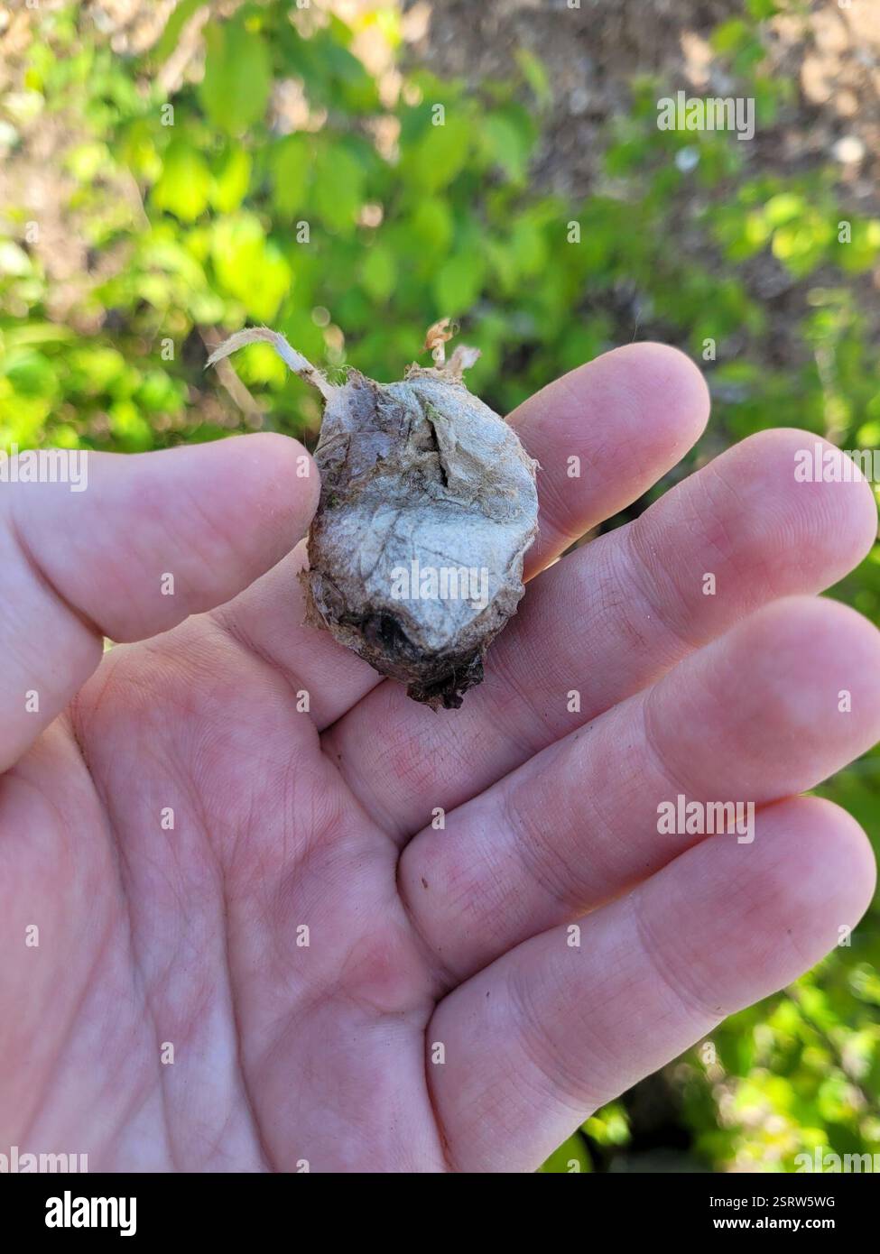 Polyphemus Moth (Antheraea polyphemus), Insecta, Ohio, US, Very tough ...