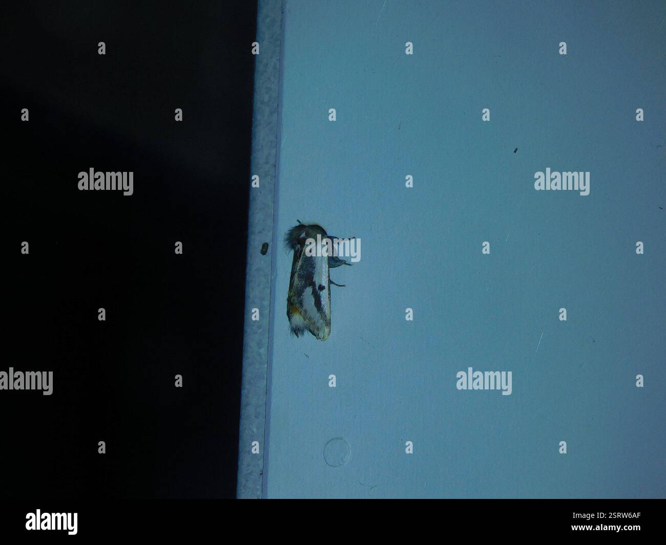 Black Spot Moth (Epicoma melanospila), Insecta, Hobart TAS, Australia ...