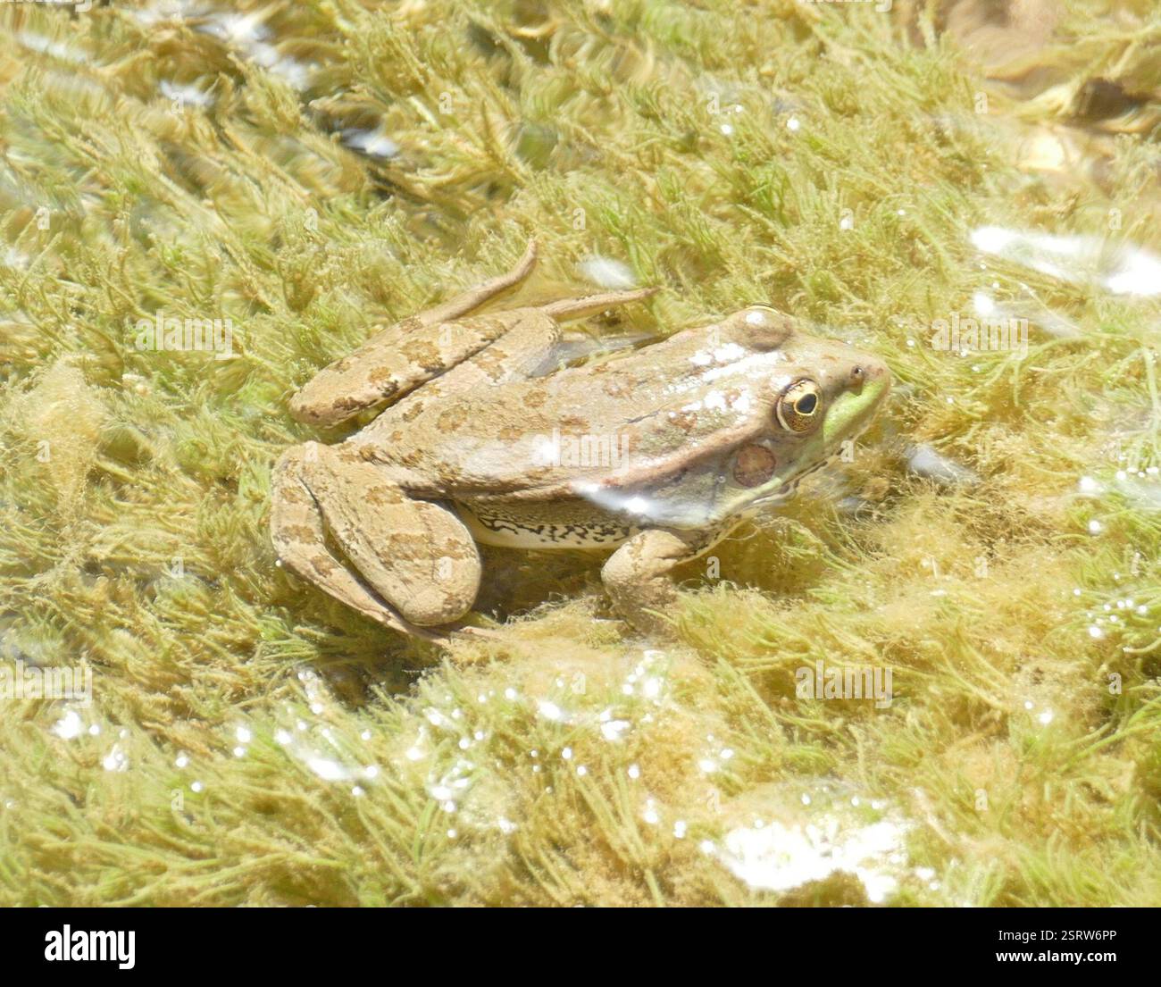 Sahara Frog (Pelophylax saharicus), Amphibia, RP1522, M'Hamid El ...