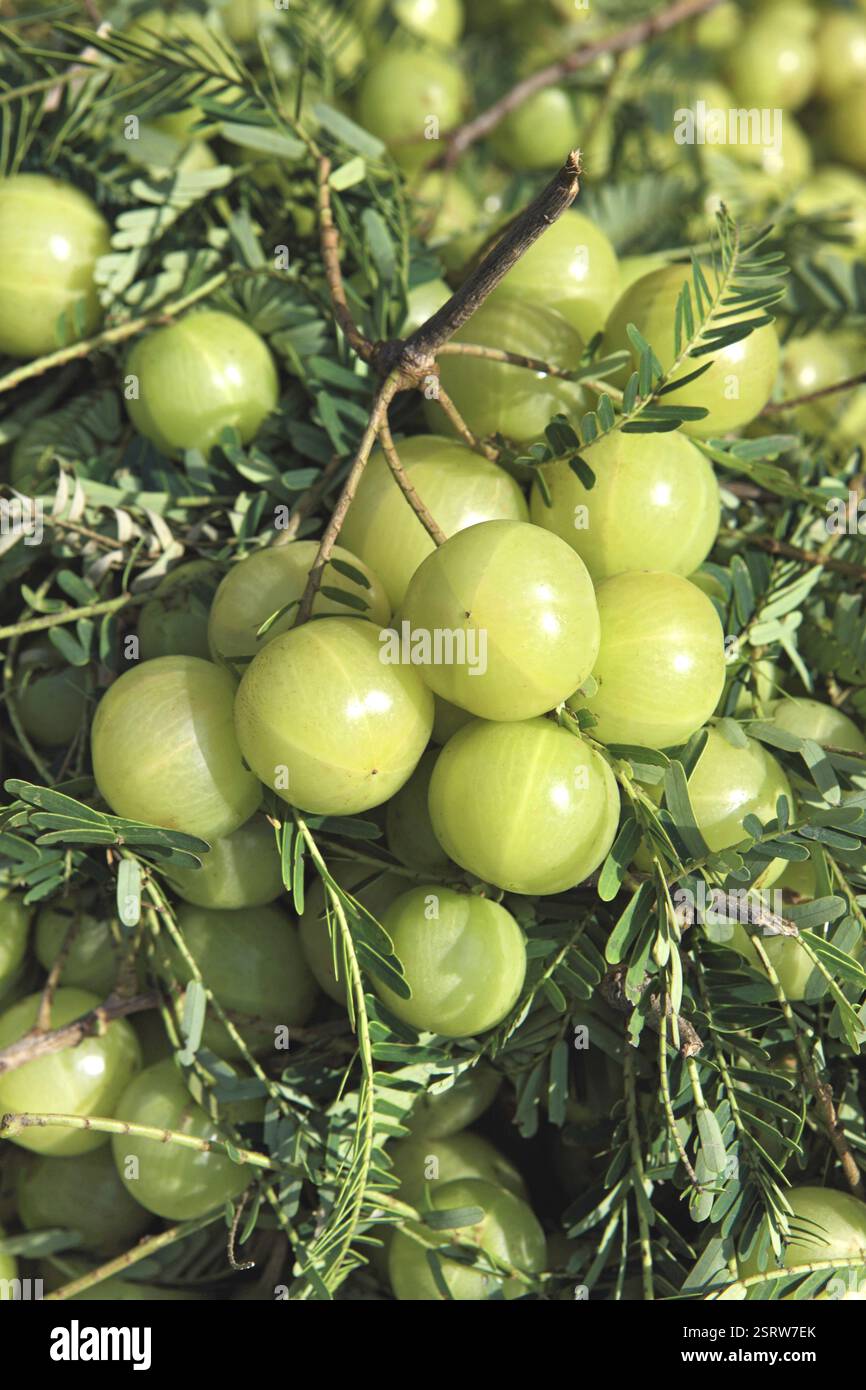 Amla gooseberry embolic myrobalan on tree Indian herb used in ayurveda ...