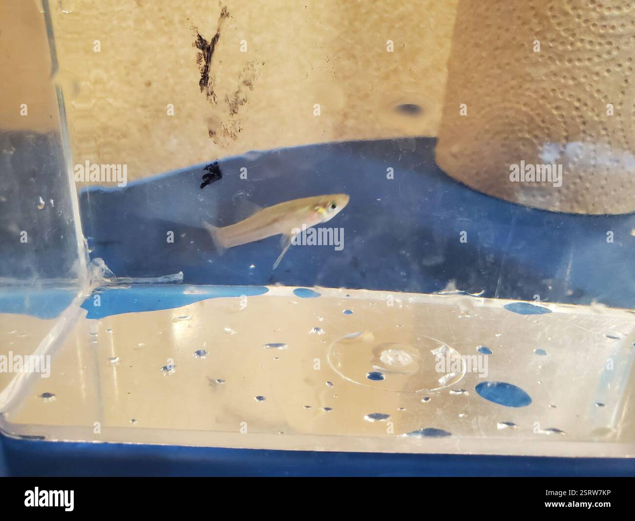 Western Mosquitofish (Gambusia affinis), Actinopterygii, Jefferson City ...