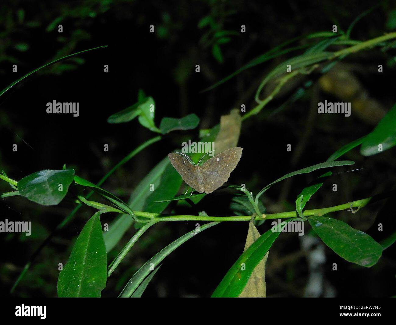 (Casbia), Insecta, Truganini Track, Taroona TAS 7053, Australia Stock ...