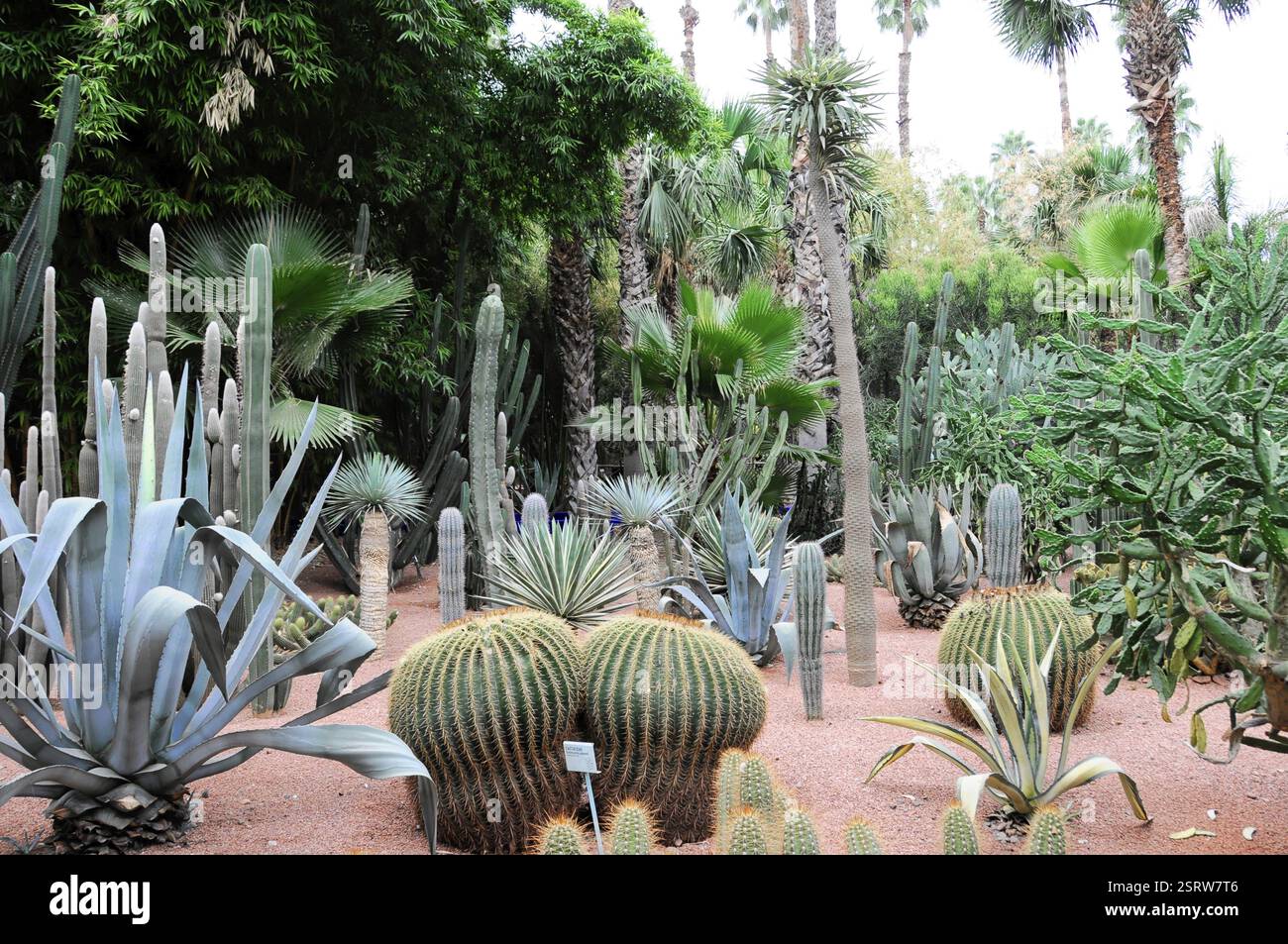 Jardin Majorelle, Botanical Garden in Marrakech, Various cacti and ...