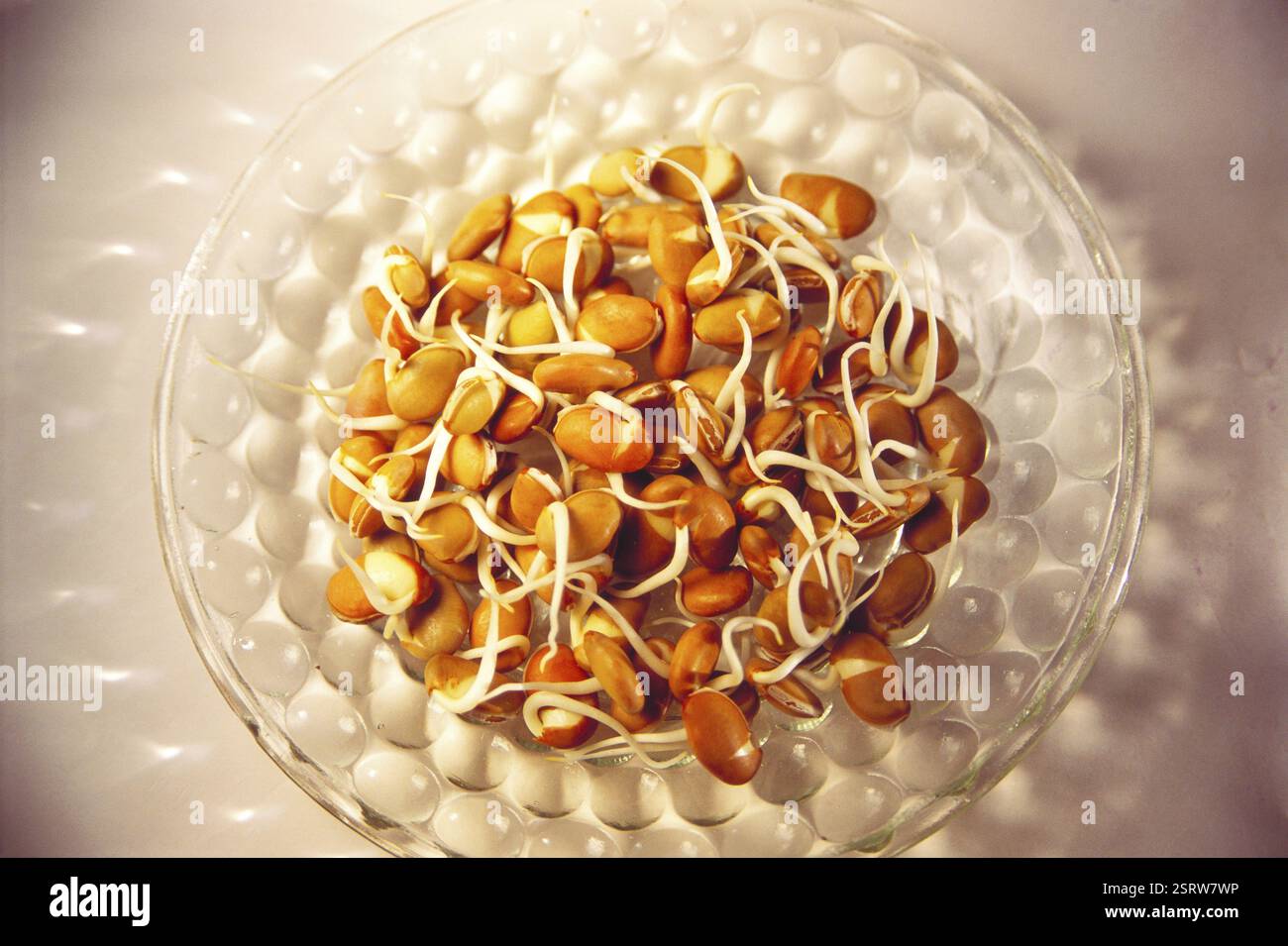 Pulse legumes, wal sprouted, India, Asia Stock Photo - Alamy