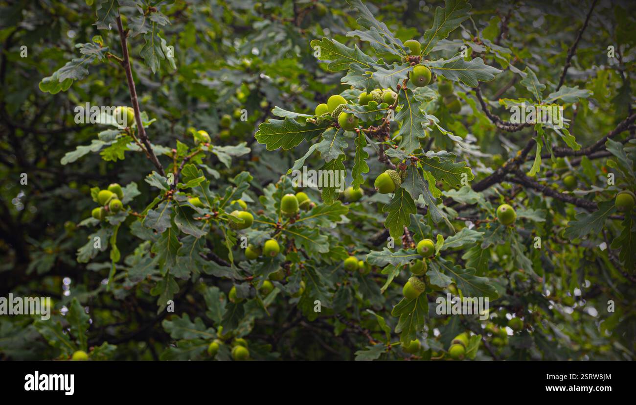 Close-up view of an english oak tree displaying numerous green acorns ...