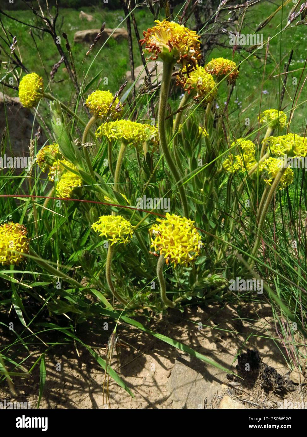 Yellowhead Curryflower (Lasiosiphon kraussianus), Plantae, uThukela ...
