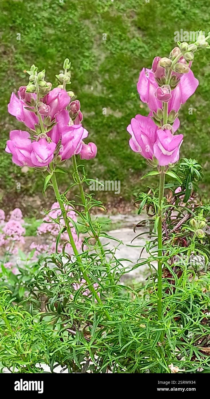 greater snapdragon (Antirrhinum tortuosum), Plantae, viale delle Mura ...