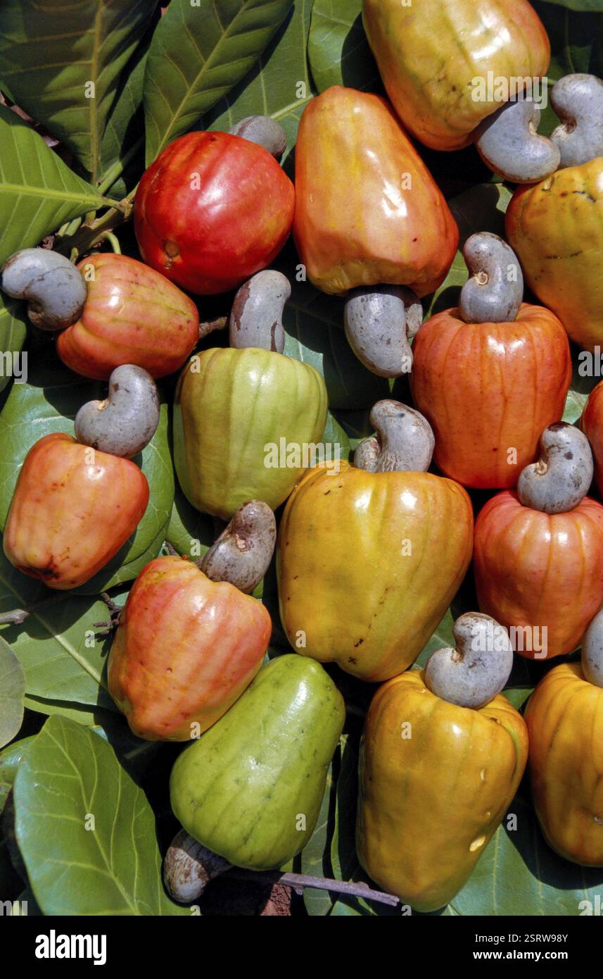 Cashew nuts, Goa, India, Asia Stock Photo - Alamy