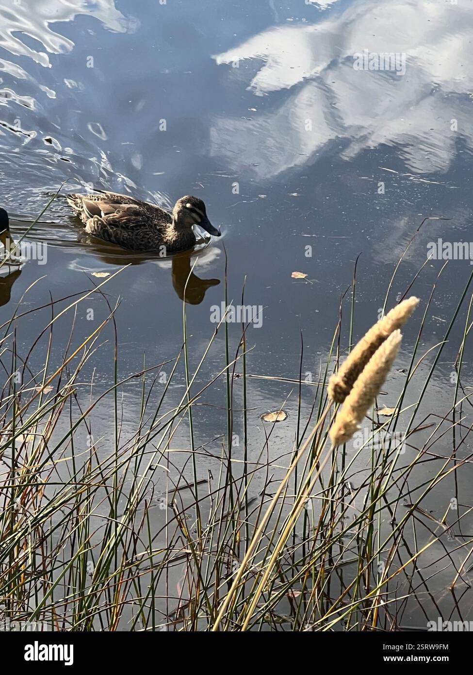 Pacific Black Duck × Mallard (Anas superciliosa × platyrhynchos), Aves ...