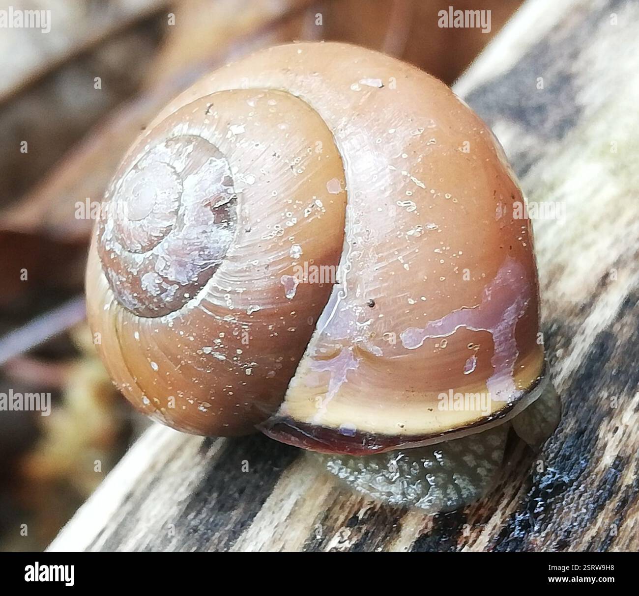 Brown-lipped Snail (Cepaea nemoralis), Mollusca, 06463 Falkenstein ...