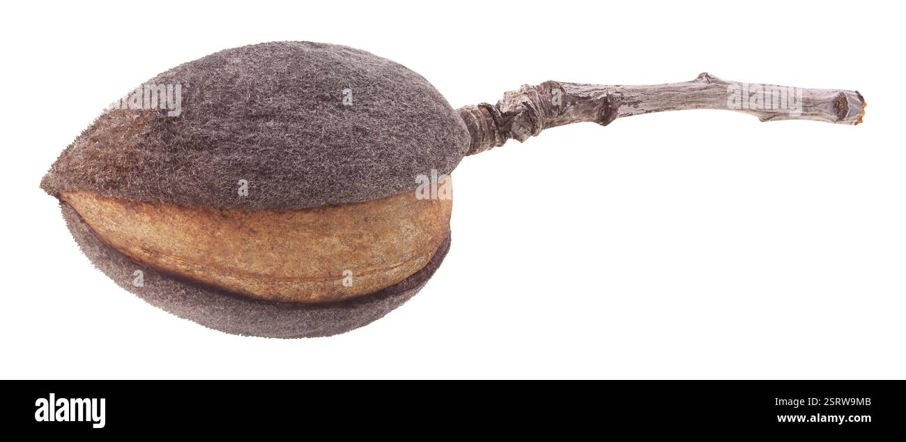 One raw almond fruit raw unpeeled on branchlet isolated on white ...