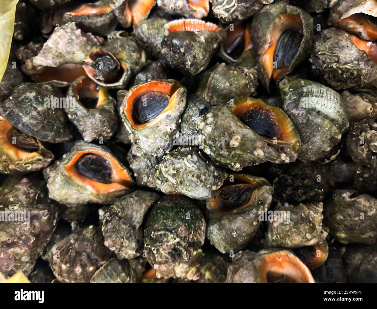 Fresh seafood market displays vibrant shells of marine snails in a ...