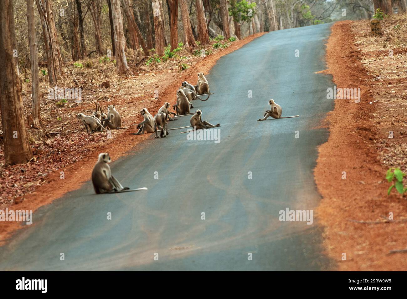 Langur monkey resting on road, tadoba wildlife sanctuary, Maharashtra ...