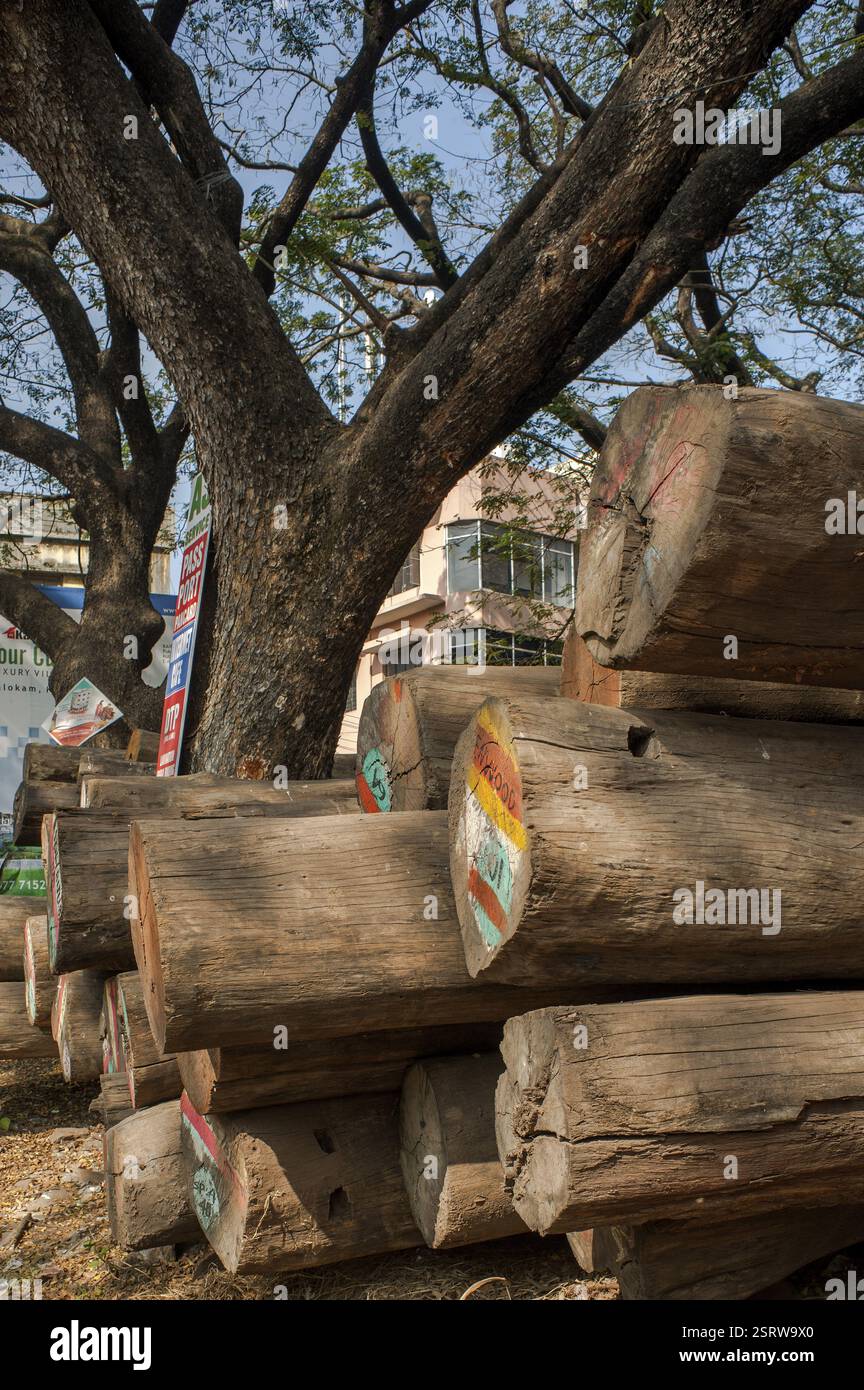 Timber wood log, kottayam, Kerala, India, Asia Stock Photo - Alamy