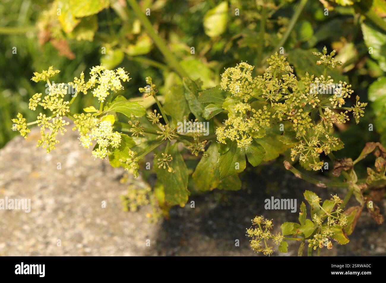 Alexanders (Smyrnium olusatrum), Plantae, Penrhos Beach area, Penrhos ...
