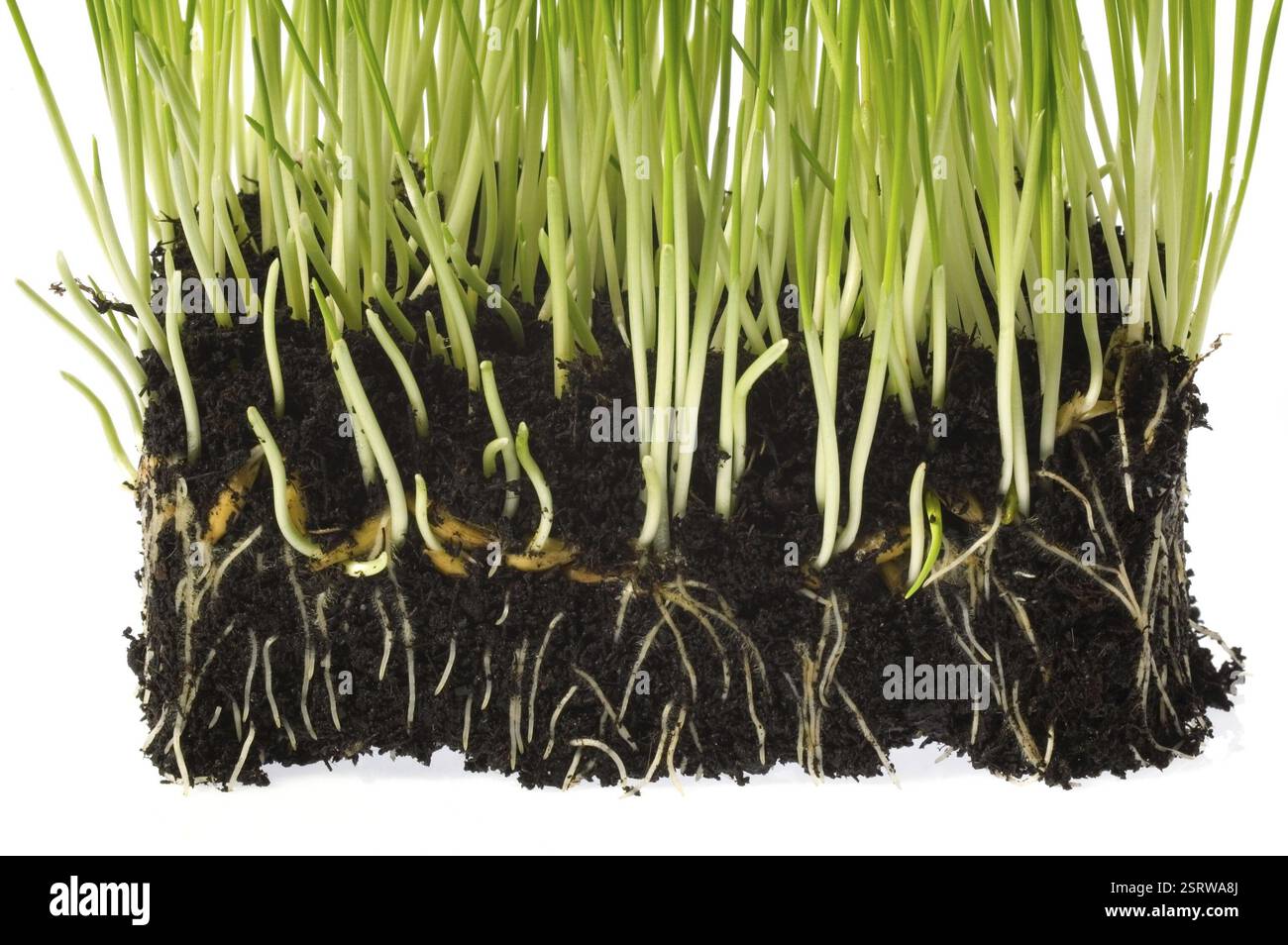 Baby plant with root system Stock Photo - Alamy