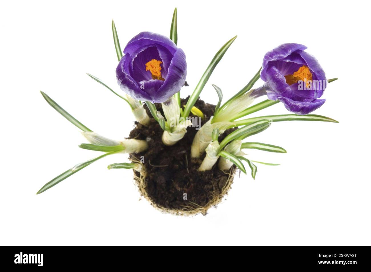 Spring flowers with root system Stock Photo - Alamy