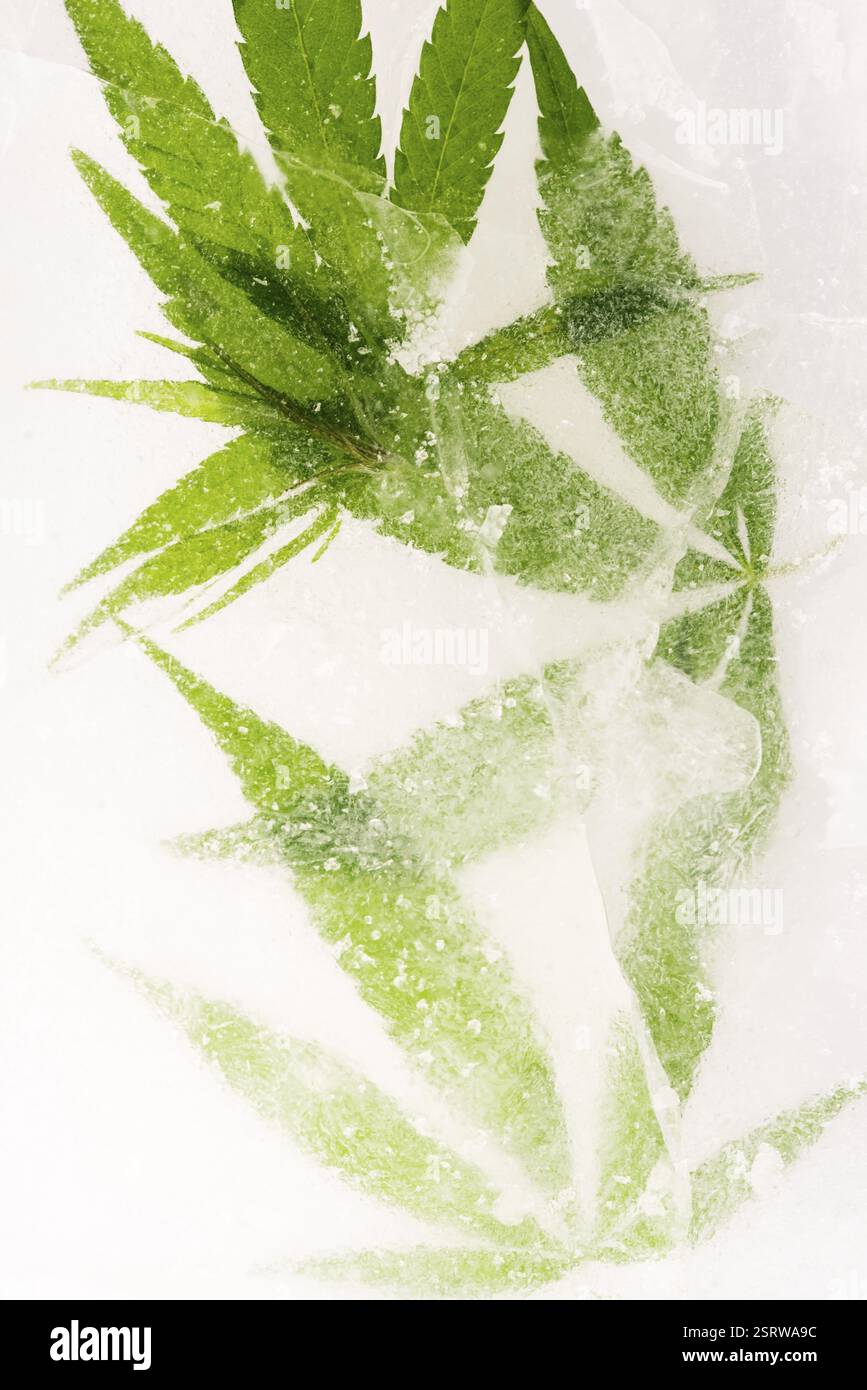 Cannabis leaf frozen in ice with the backlight Stock Photo - Alamy