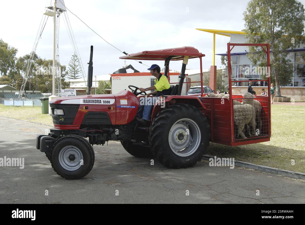 Mahindra tractor carrying sheep, Perth, Australia, Oceania Stock Photo ...