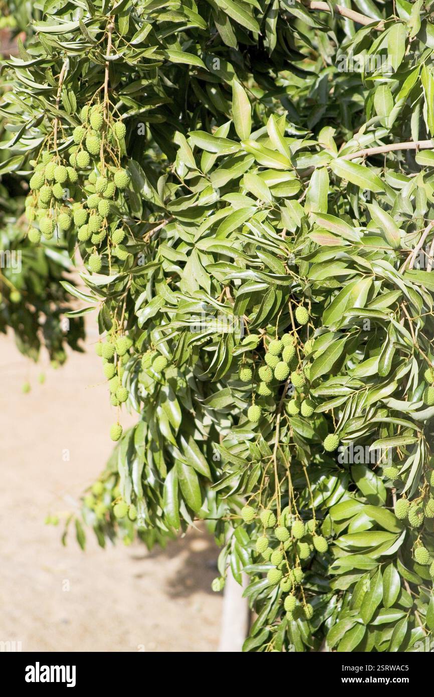 Tree of litchi lichee and lychee tree, Pachmarhi, Madhya Pradesh, India ...