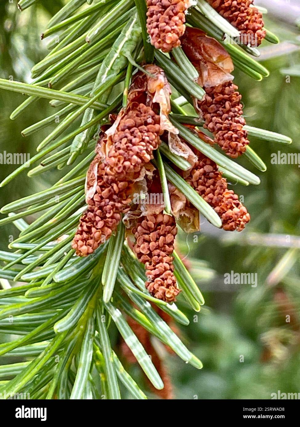 common Douglas-fir (Pseudotsuga menziesii), Plantae, Watsonville, CA ...