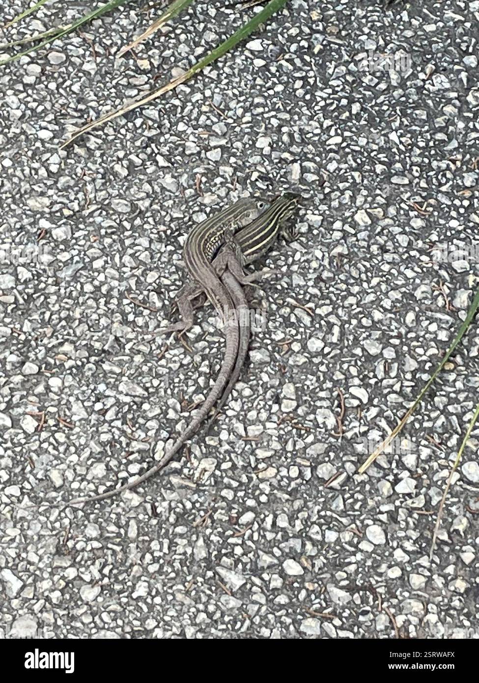 Common Spotted Whiptail (Aspidoscelis gularis), Reptilia, Eisenhower ...