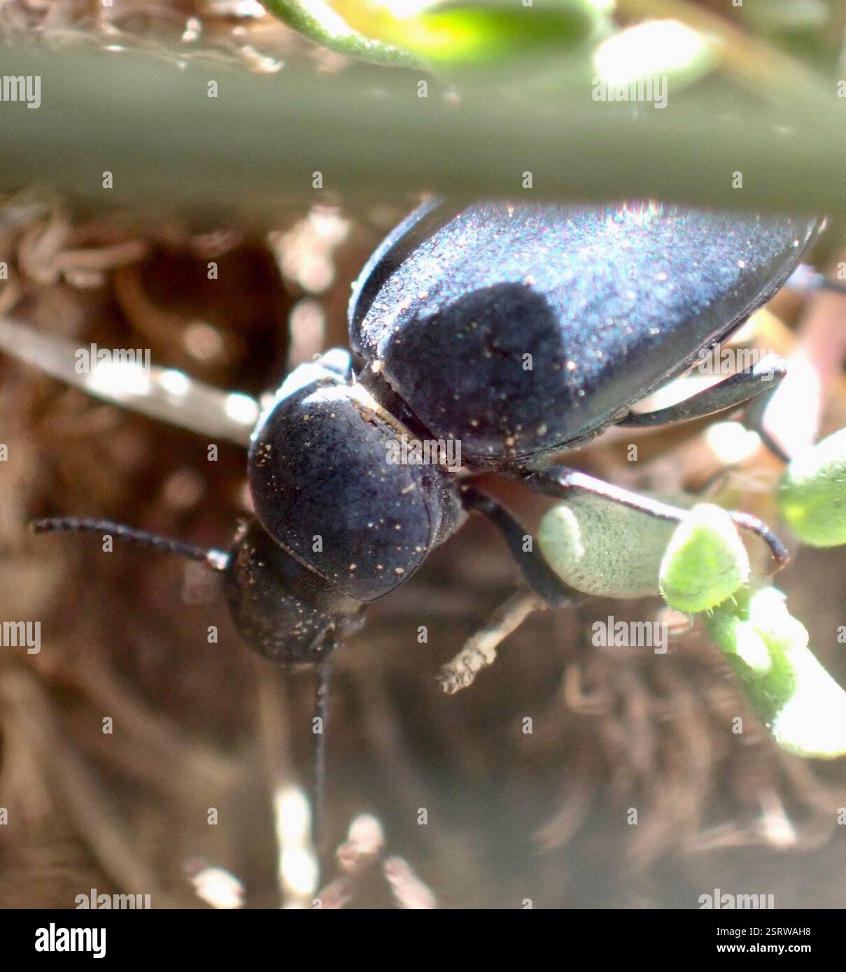 (Pimeliinae), Insecta, Zerkten, Marrakesh-Safi, MA Stock Photo - Alamy