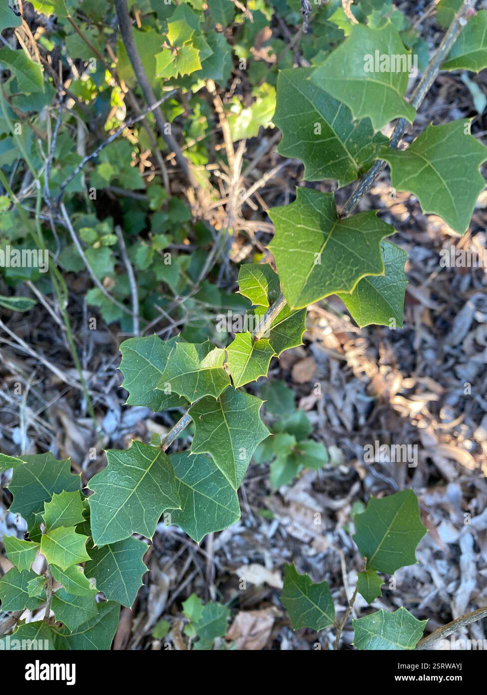 Native Holly (Alchornea ilicifolia), Plantae, Scrub Rd, Carindale, QLD, AU Stock Photo - Alamy