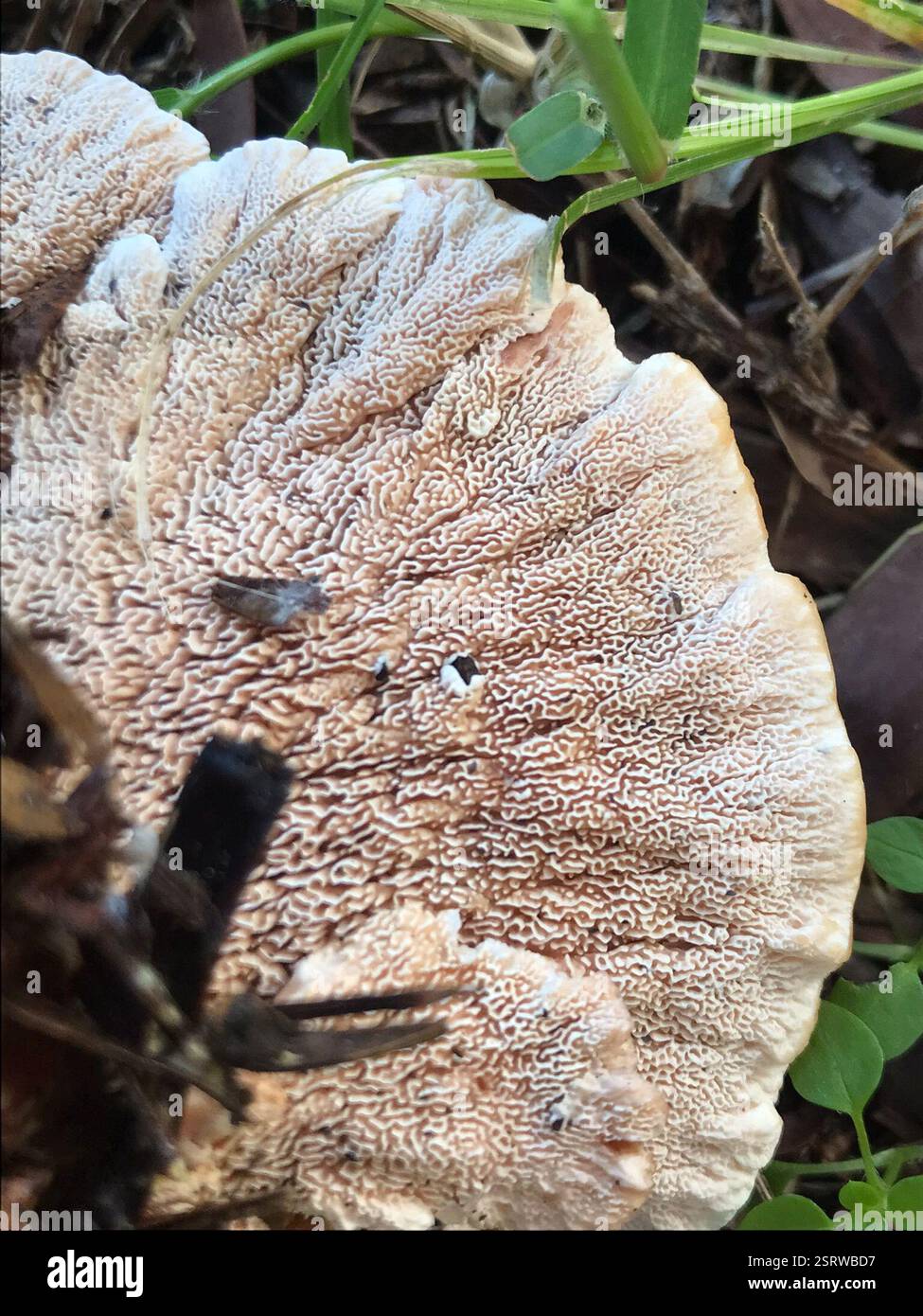 Blushing Rosette (Abortiporus biennis), Fungi, Rosario, Santa Fe, Argentina Stock Photo - Alamy