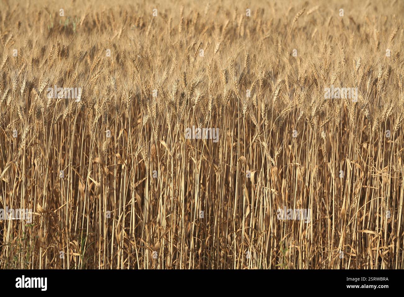 Golden wheat kernels ready for harvest in field, Bhopal, Madhya Pradesh ...