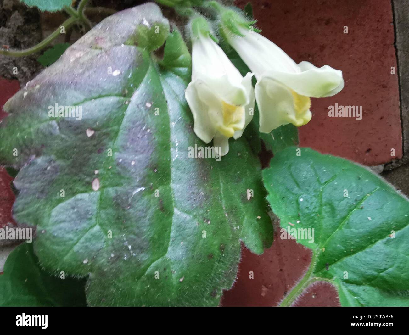 Trailing Snapdragon (Asarina procumbens), Plantae, Manchester M14 6HE ...