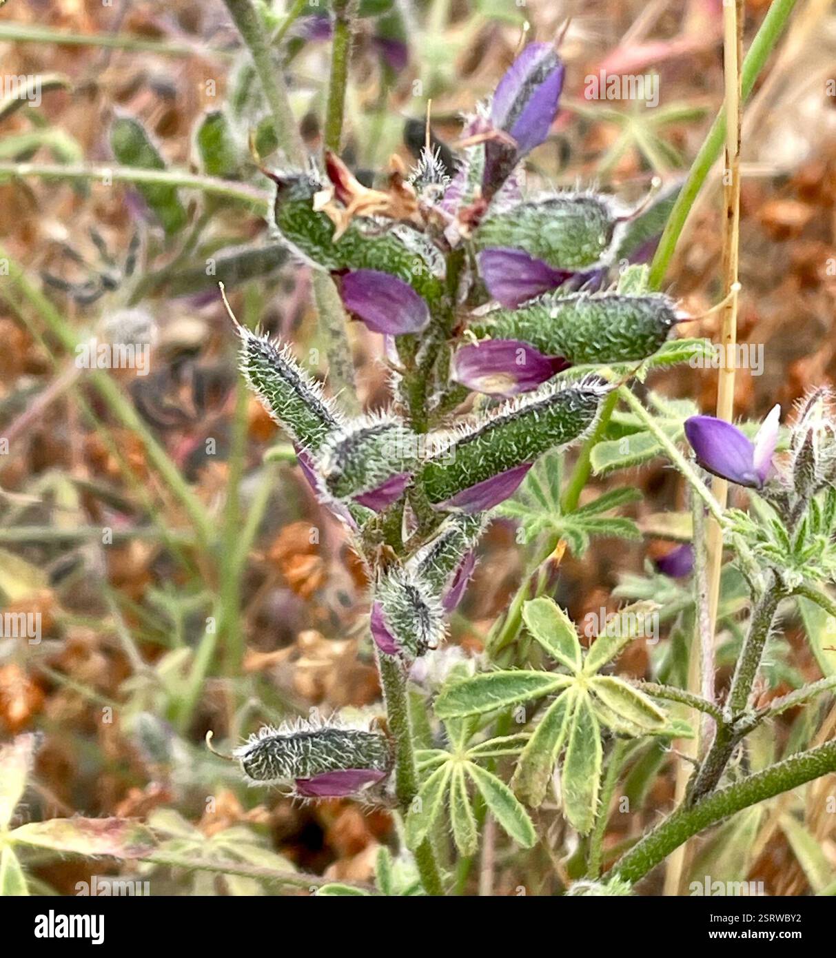 bajada lupine (Lupinus concinnus), Plantae, Fort Ord National Monument ...