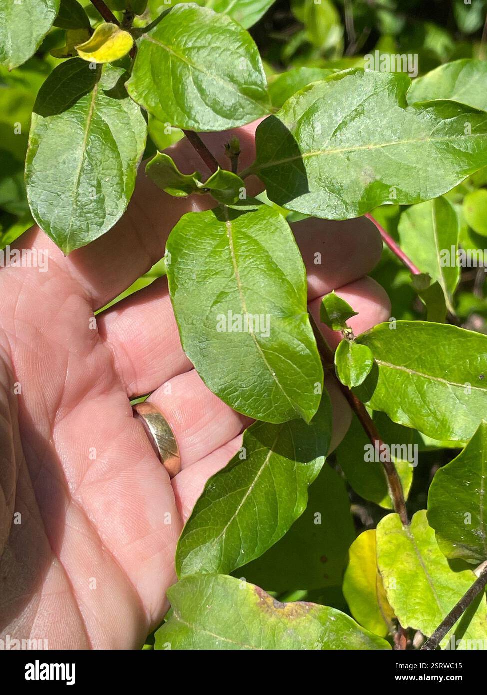 honeysuckles (Lonicera), Plantae, School St, Polkton, NC, US, Roadside ...