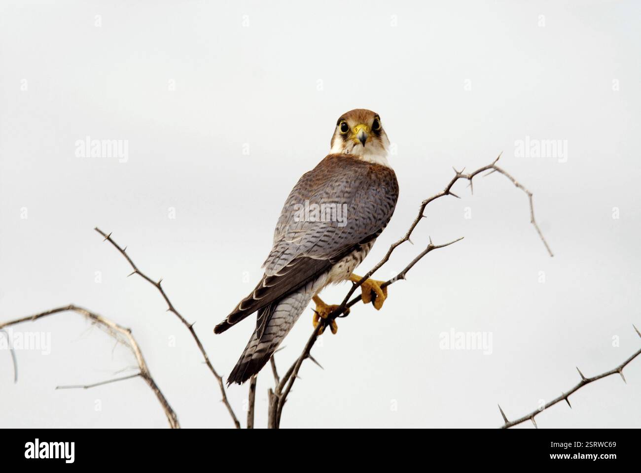 Red necked falcon Falco chicquera at Maidana halli in Karnataka, India ...