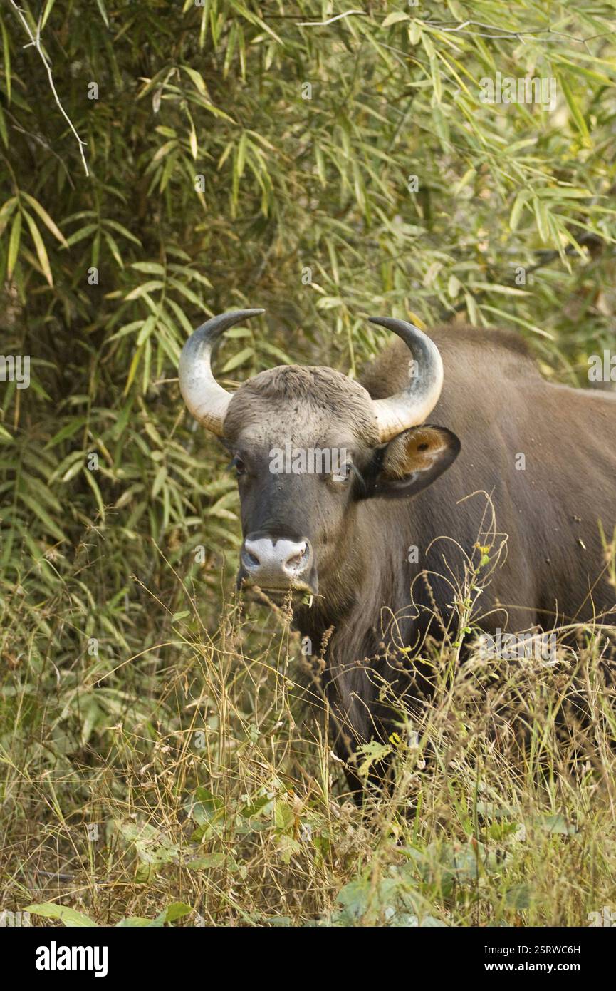 Gaur or Indian Bison bos gaurus calf, Ranthambore tiger reserve ...