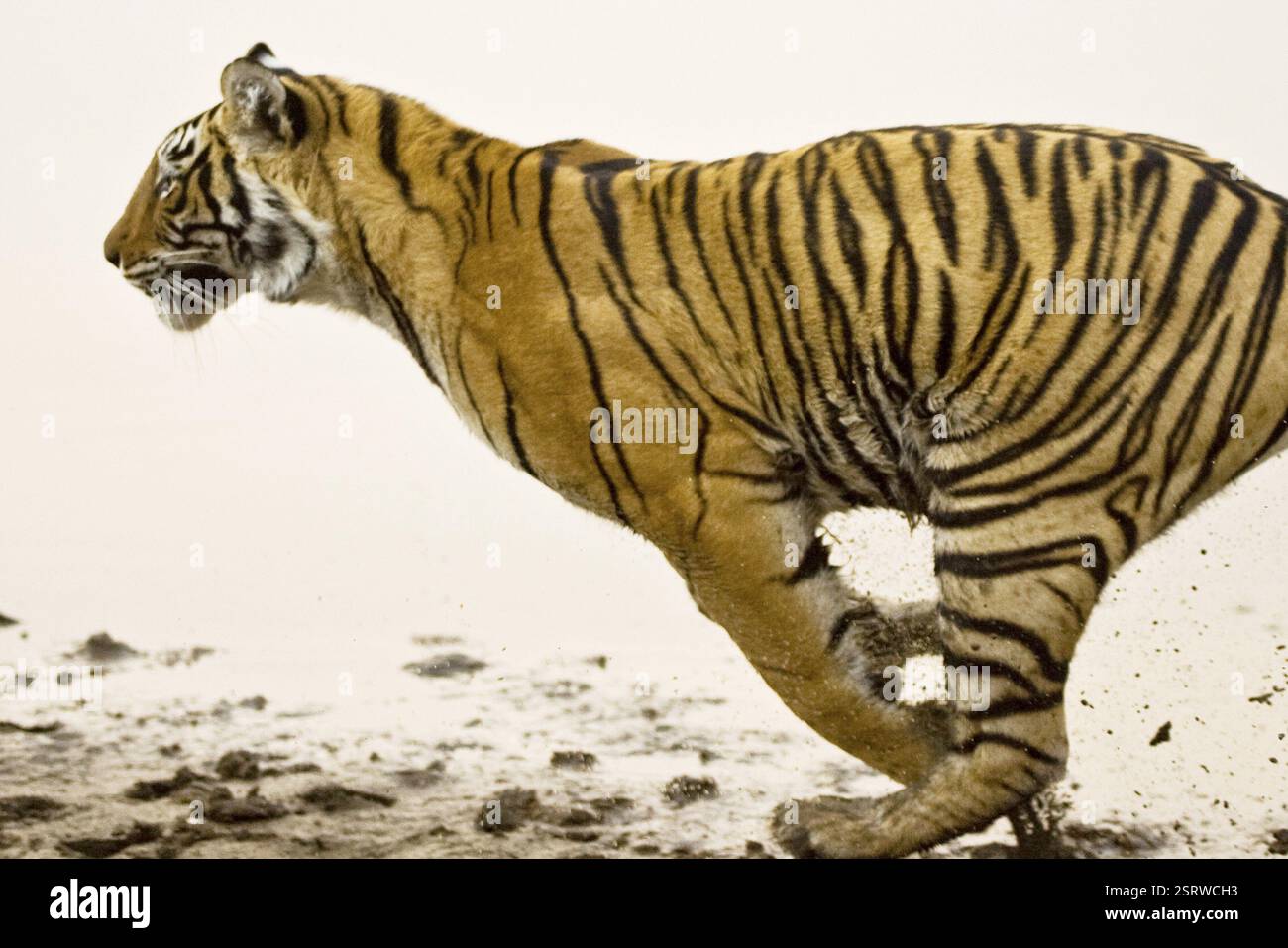 Tiger panthera tigris leaping charging action, Ranthambore tiger ...