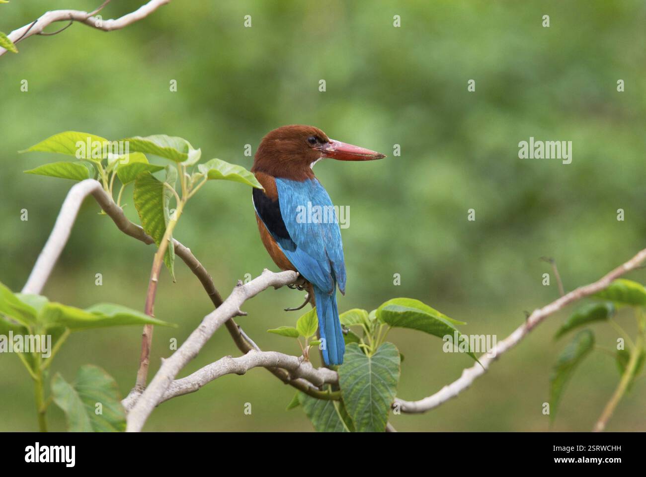 Birds, whitebreasted kingfisher halcyon smyrnensis, Bangalore ...