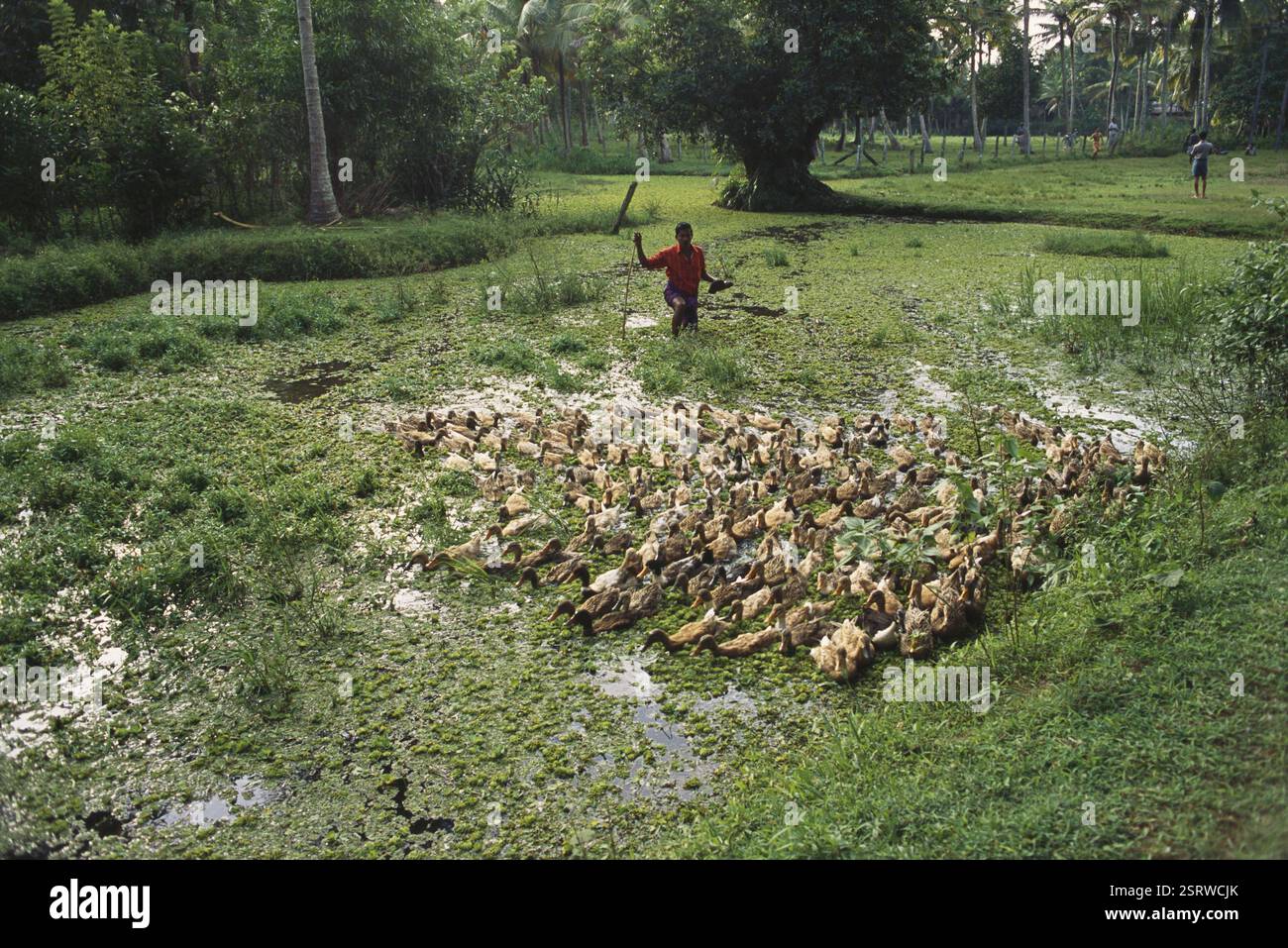 Birds, ducks herding, Kuttanad, Kerala, India, Asia Stock Photo - Alamy