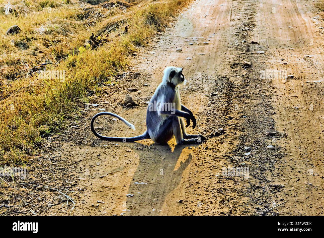 Langur Monkey crossing path, Tadoba Wildlife Sanctuary, Chandrapur ...