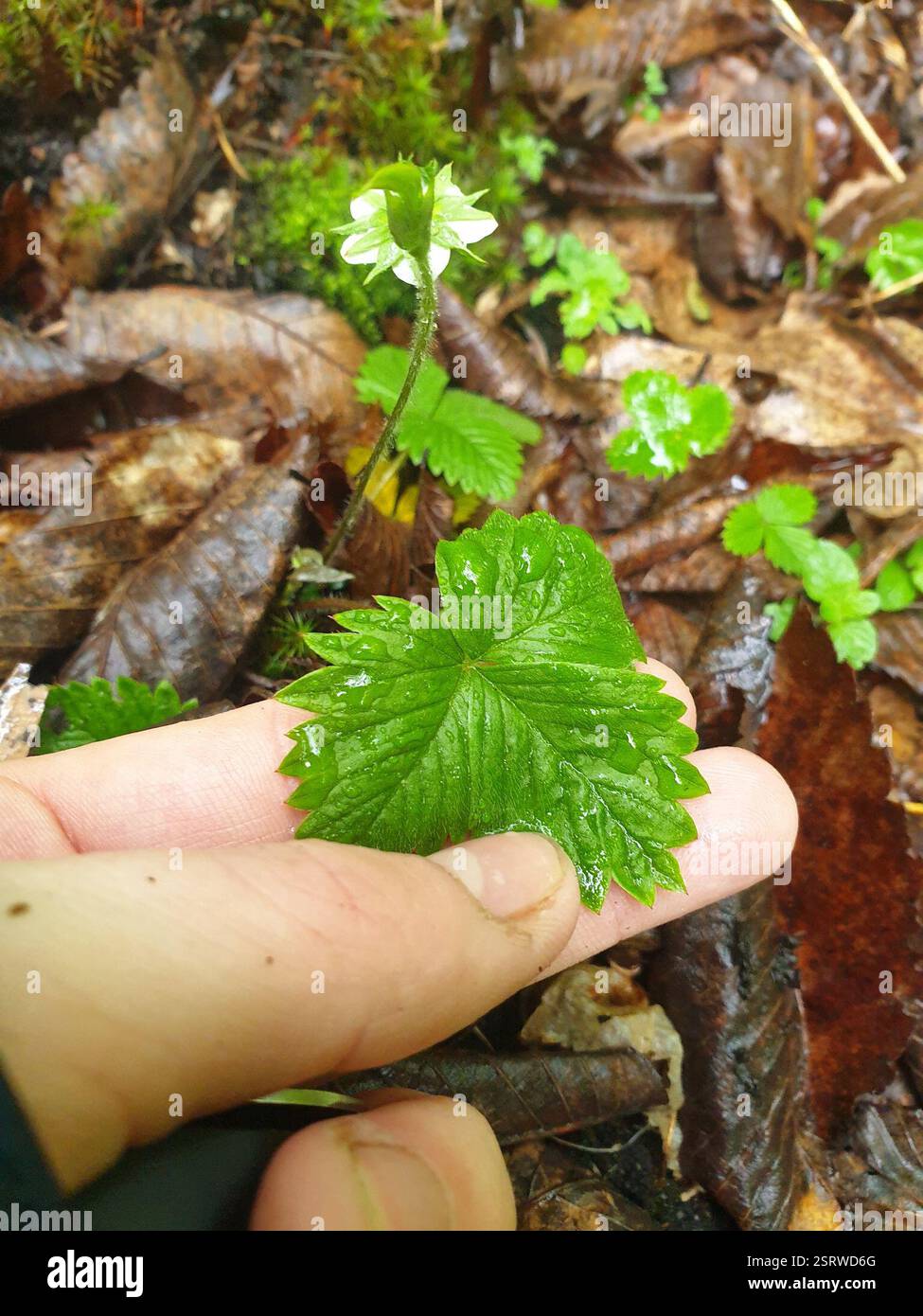 woodland strawberry (Fragaria vesca), Plantae, District de Limbour ...