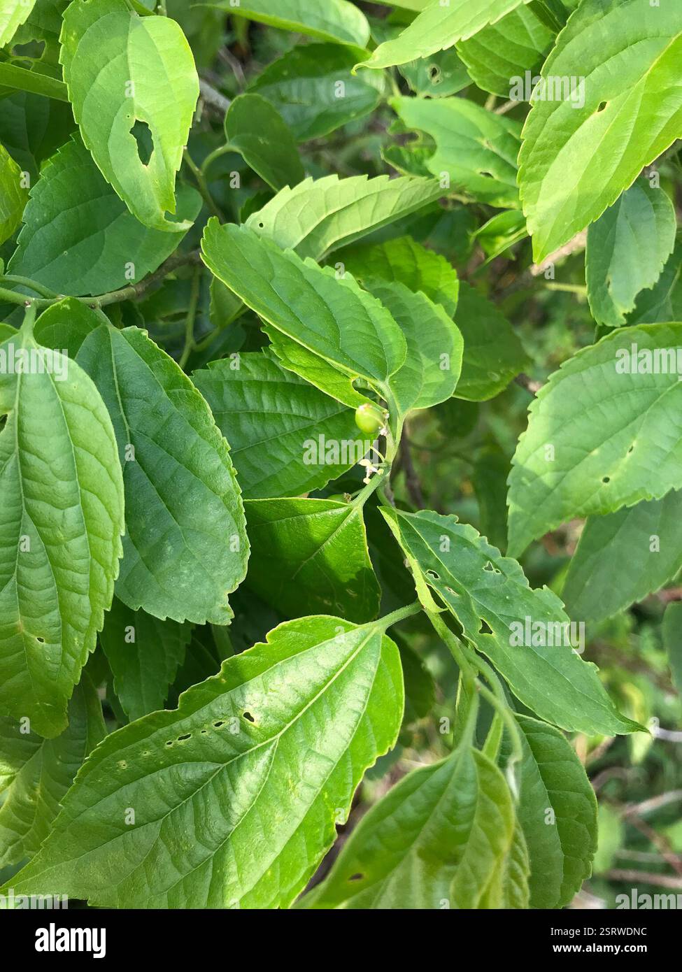 (Celtis boninensis), Plantae, Kamikoshikicho Nakakoshiki, Satsumasendai ...