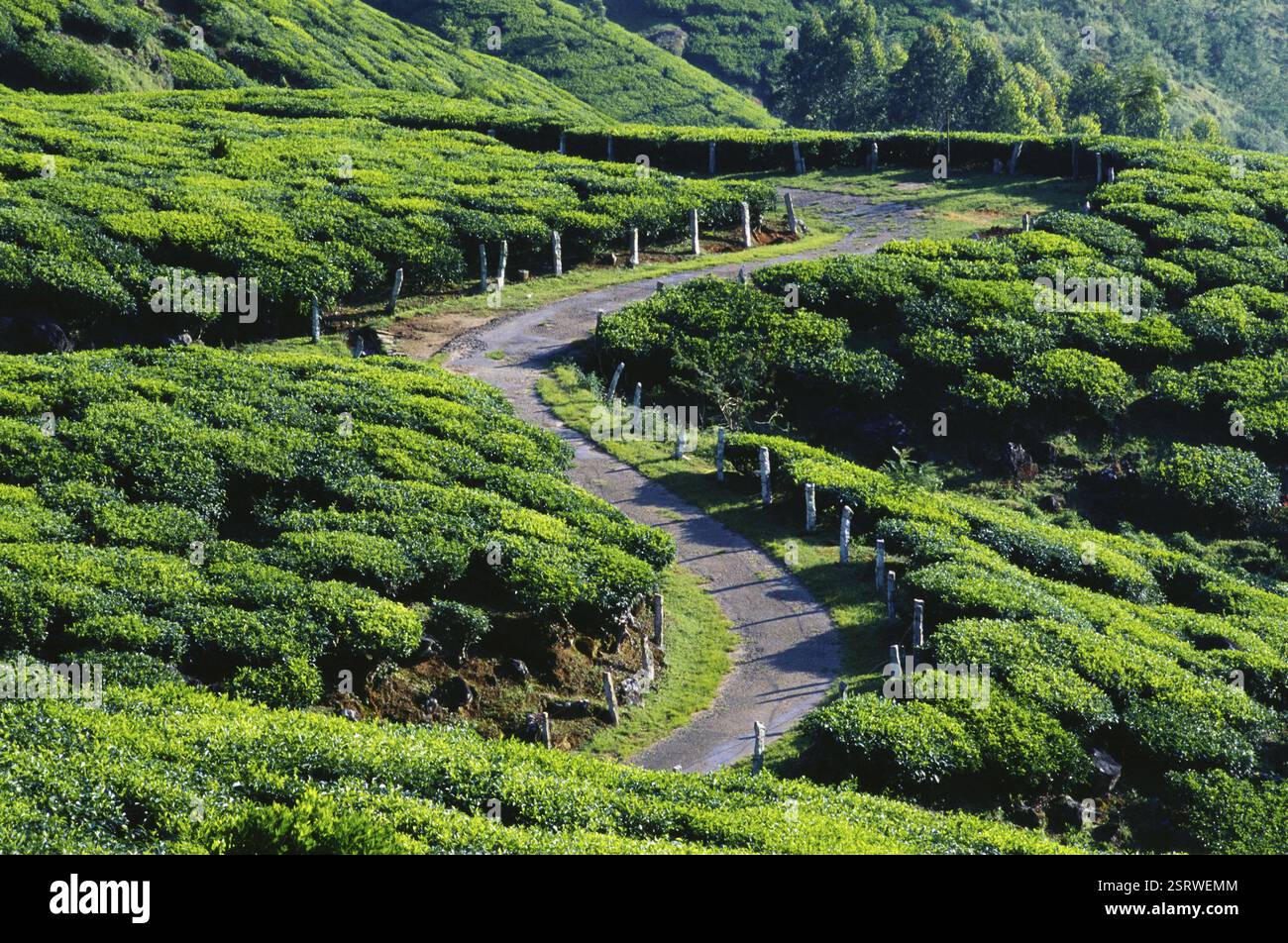 Path in tea garden hi-res stock photography and images - Alamy