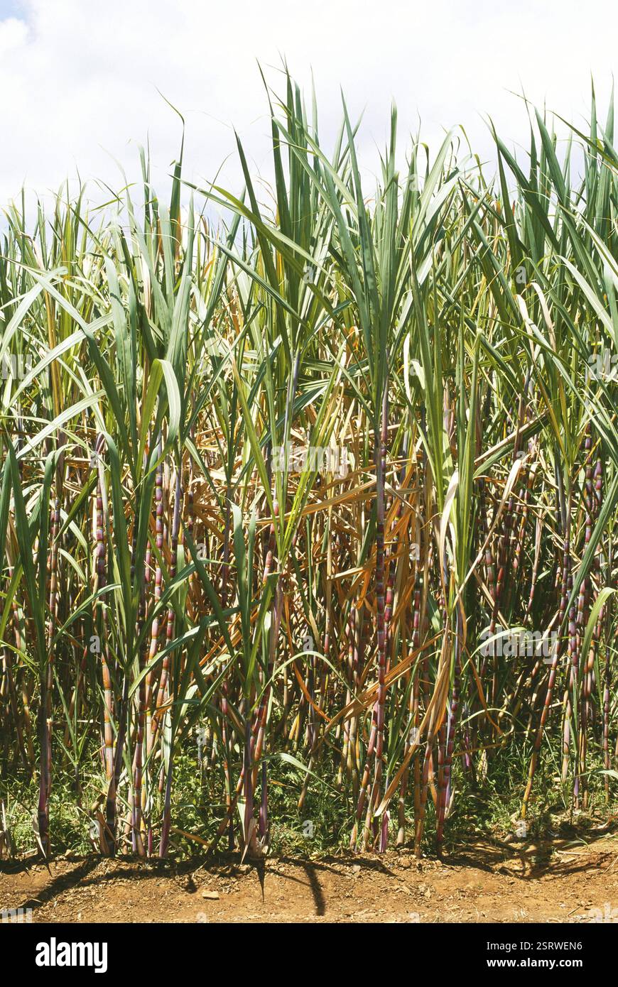 Sugarcane crops in field, Mysore, Karnataka, India, Asia Stock Photo ...
