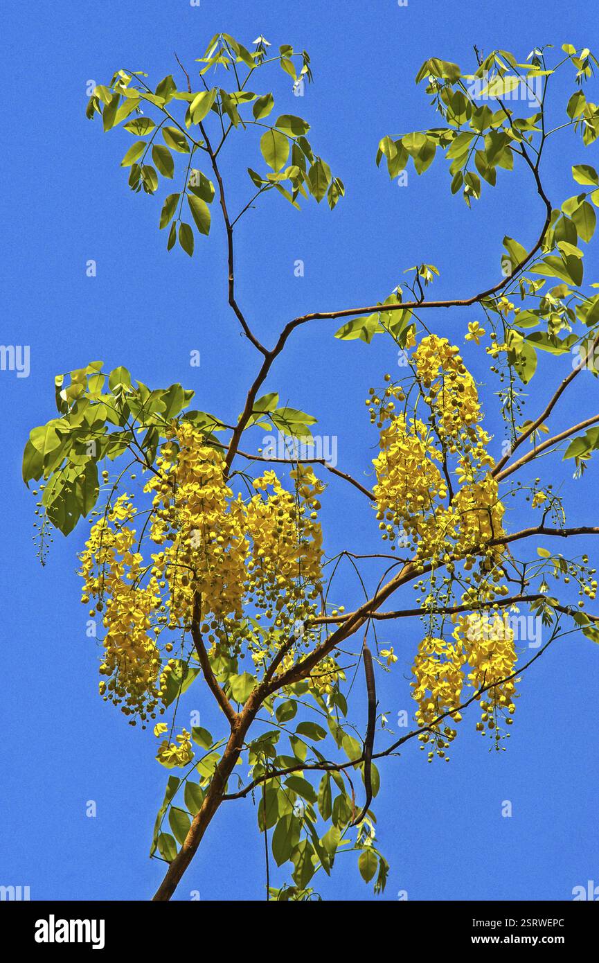 Golden shower tree, India, Asia Stock Photo - Alamy