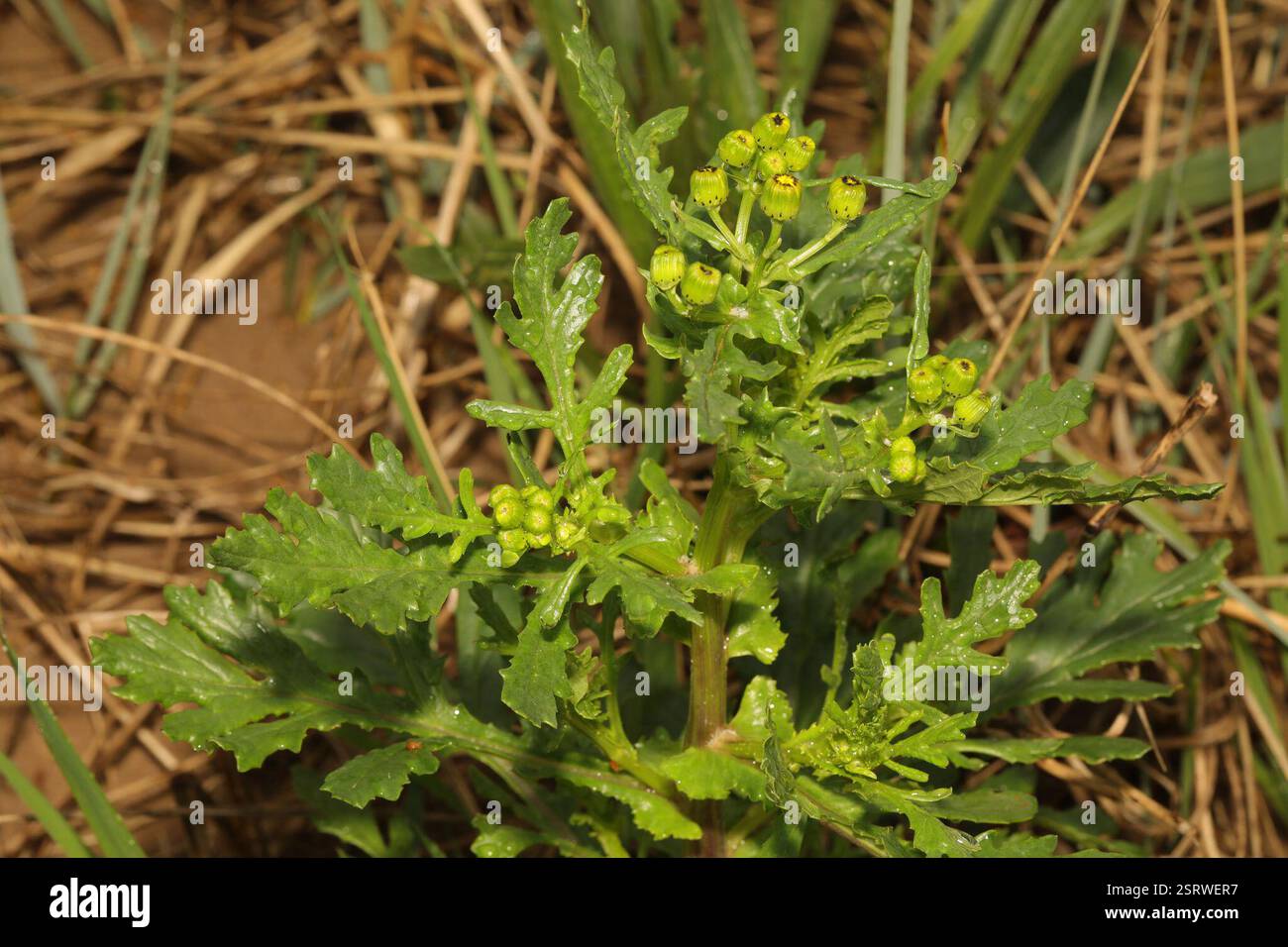 Oxford Ragwort (Senecio squalidus), Plantae, Crosby Coastal Park ...
