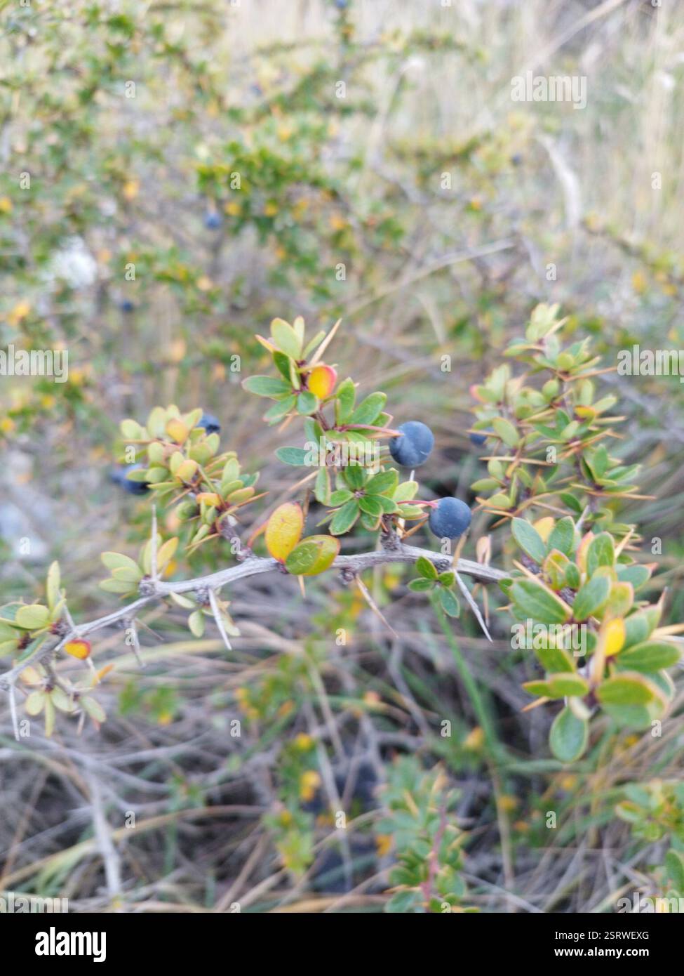 Magellan Barberry (Berberis microphylla), Plantae, Ushuaia, Tierra del ...
